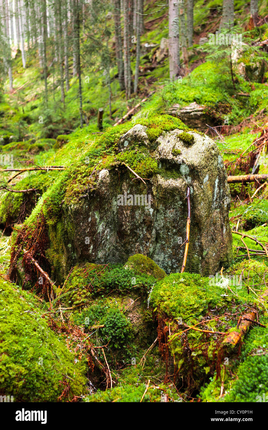 Rocks covered with green moss in a coniferous forest Stock Photo - Alamy