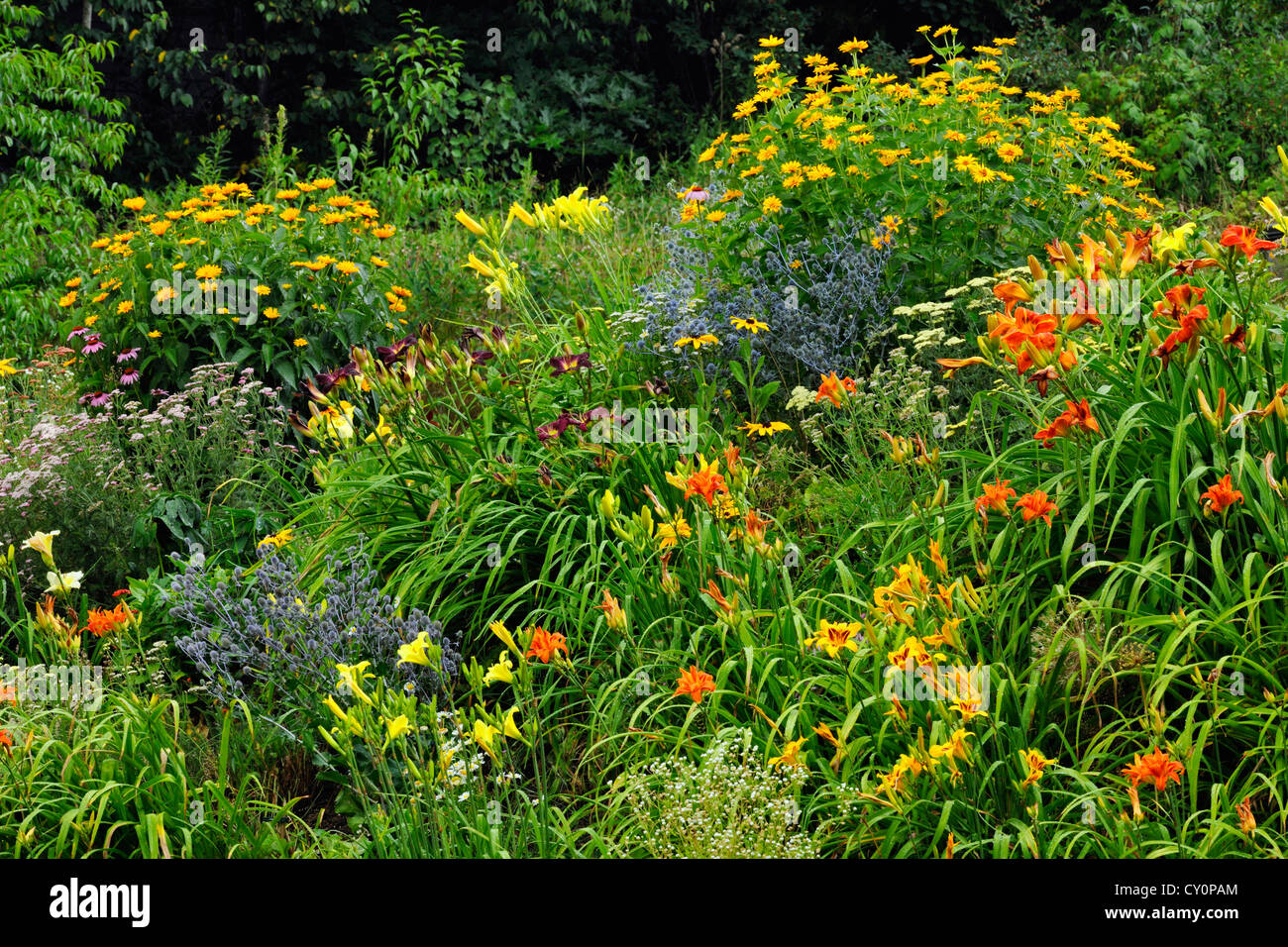 Naturalized garden embankment with day lilies and Heliopsis, Greater ...