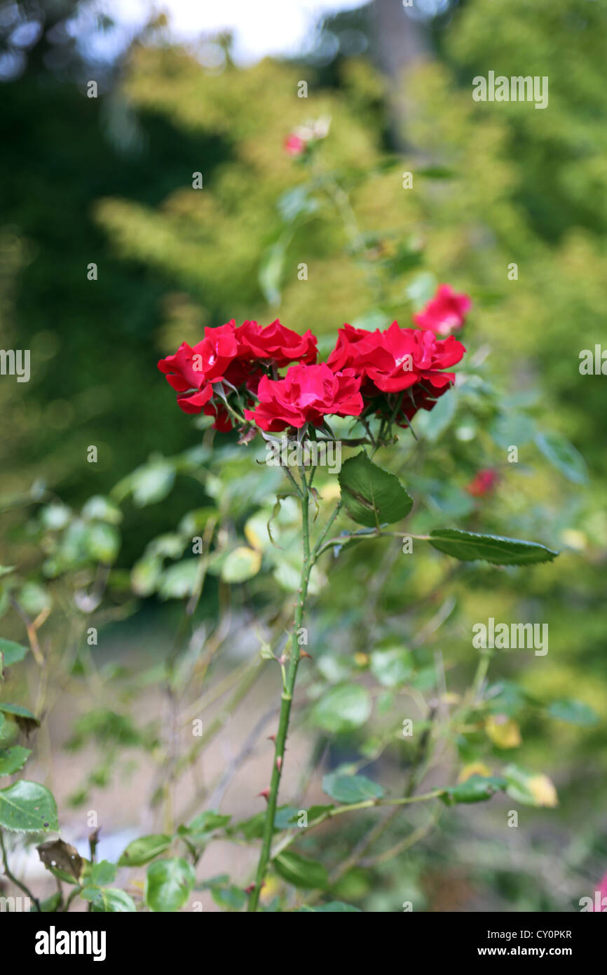 Roses growing england hi-res stock photography and images - Alamy