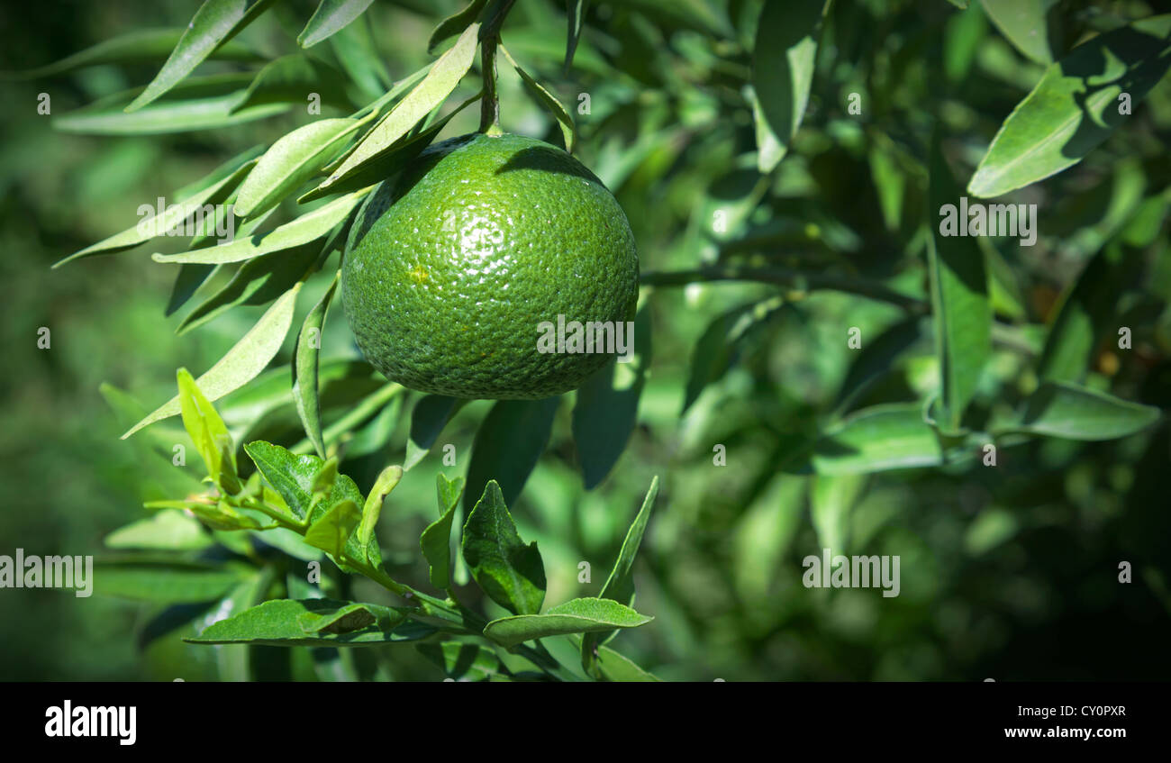 Lime green foliage hi-res stock photography and images - Alamy