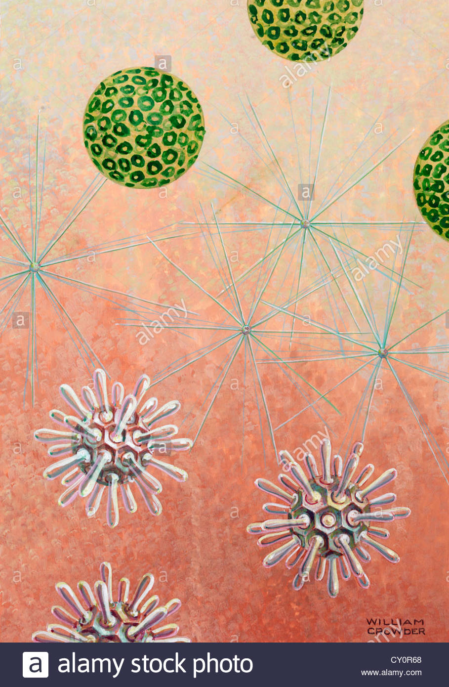 Phytoplankton Microscopic Stock Photos & Phytoplankton Microscopic ...