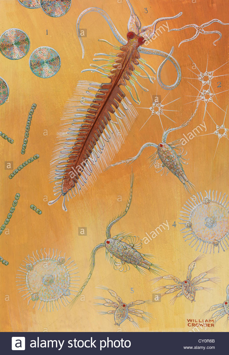 Phytoplankton Zooplankton Stock Photos & Phytoplankton Zooplankton ...