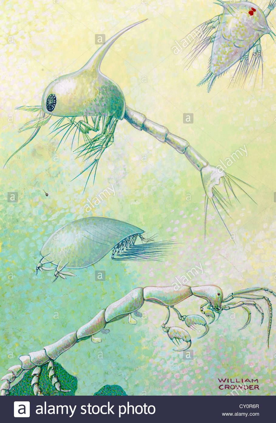 Nauplius Larva Stock Photos & Nauplius Larva Stock Images - Alamy