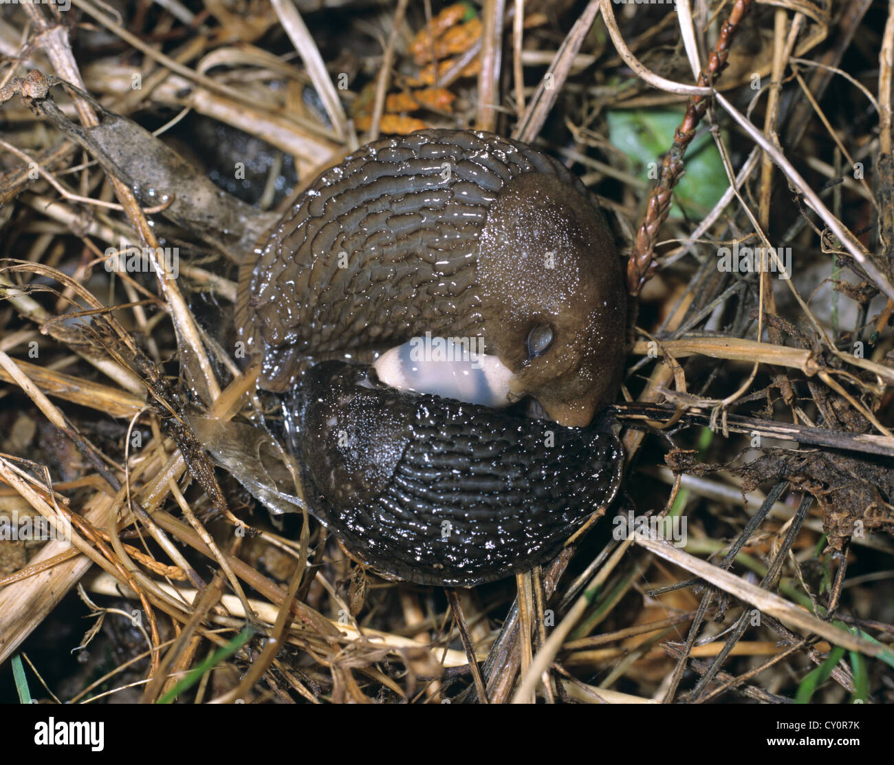 Large black slugs, Arion ater, mating Stock Photo - Alamy