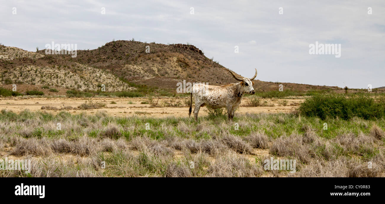 Longhorn cow in an open range in the Big Bend area of Texas, near ...