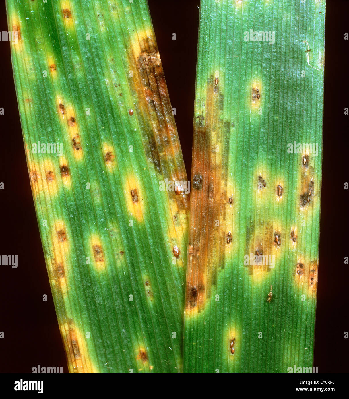 Iris rust (Puccinia iridis) pustules on stinking iris leaf Stock Photo ...