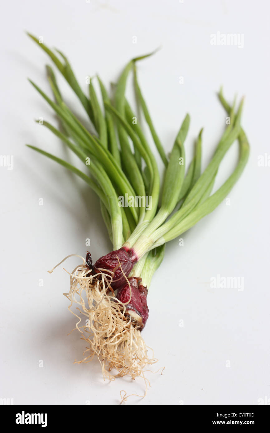 Scallions on White Background Stock Photo - Alamy