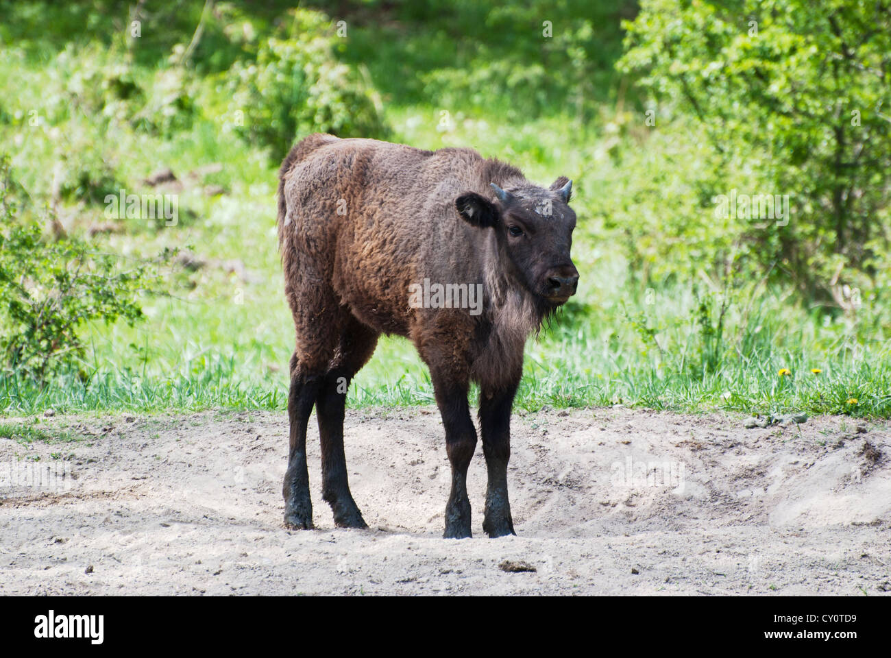 Bison cub hi-res stock photography and images - Alamy