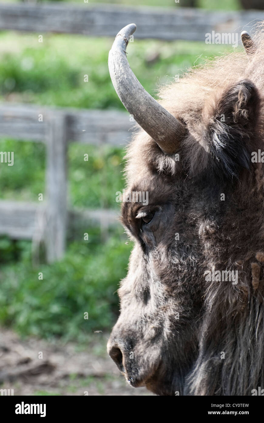 Detail of the head of european bison (Bison bonasus Stock Photo - Alamy