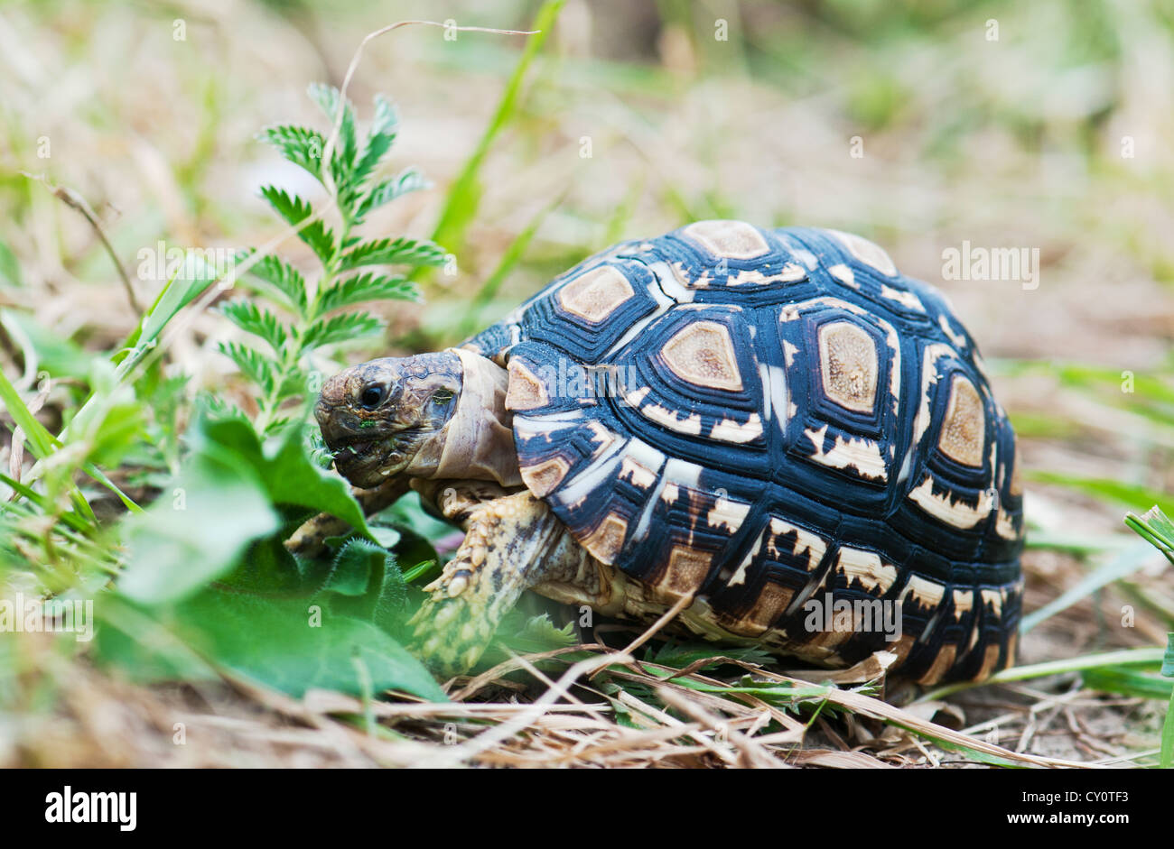 Leopard tortoise is eating the grass Stock Photo - Alamy