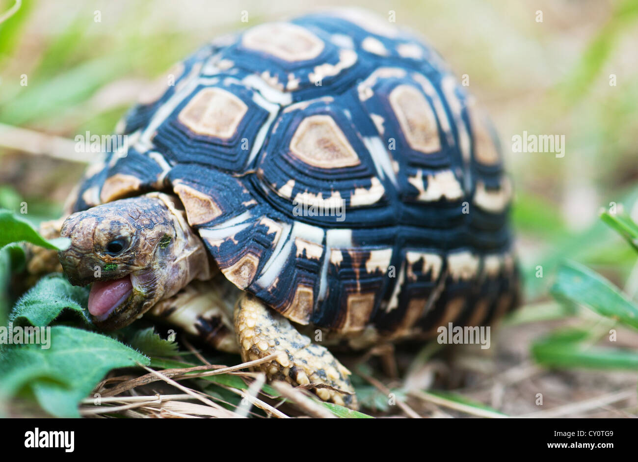Leopard tortoise exotic pet eating hi-res stock photography and images ...
