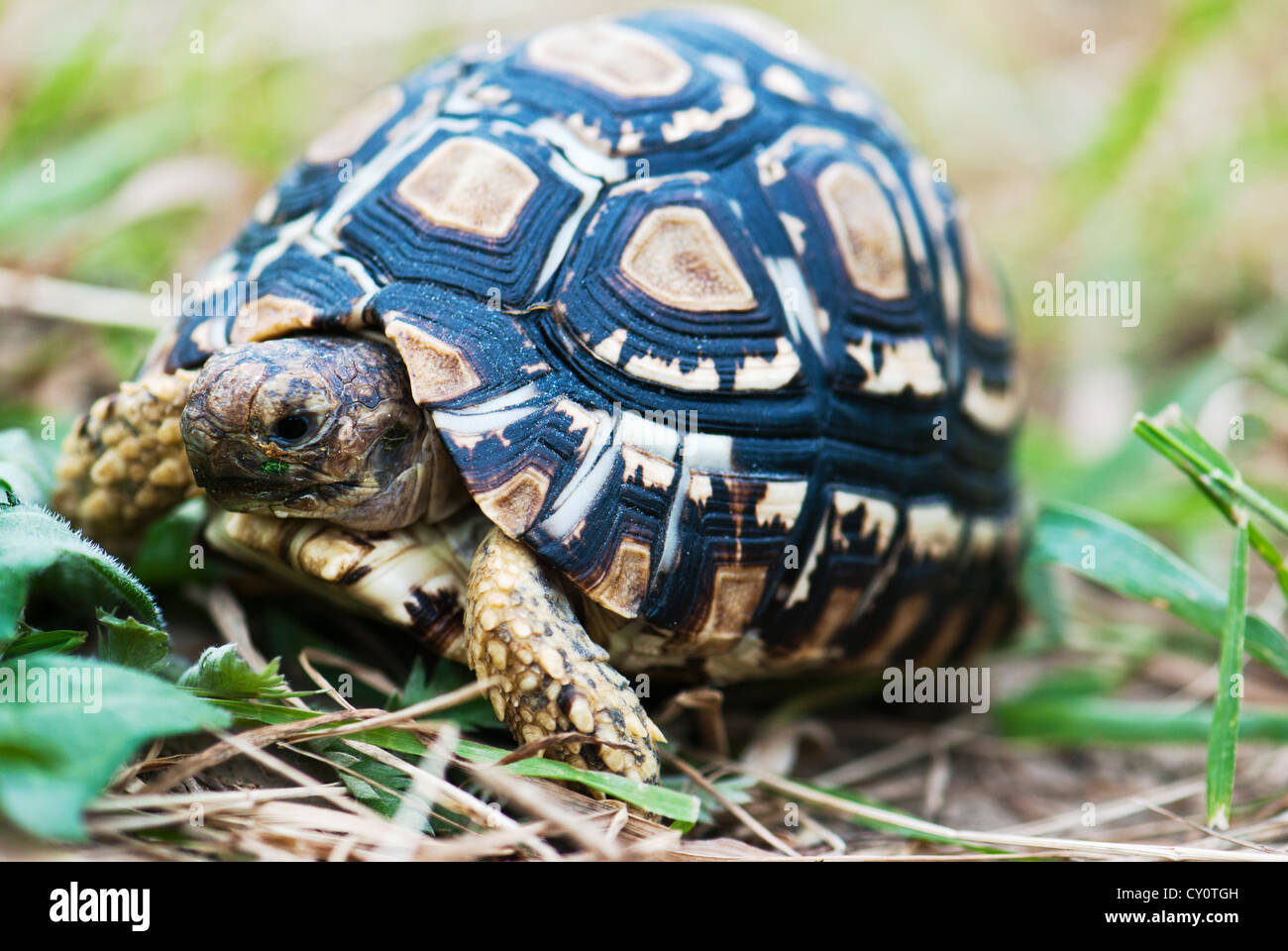 Leopard tortoise white background hi-res stock photography and images ...