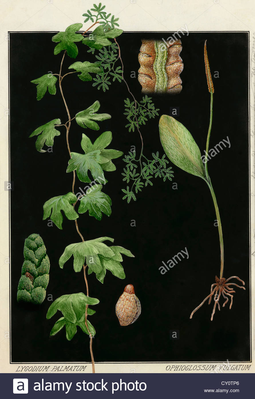 Adders Tongue Fern High Resolution Stock Photography and Images - Alamy