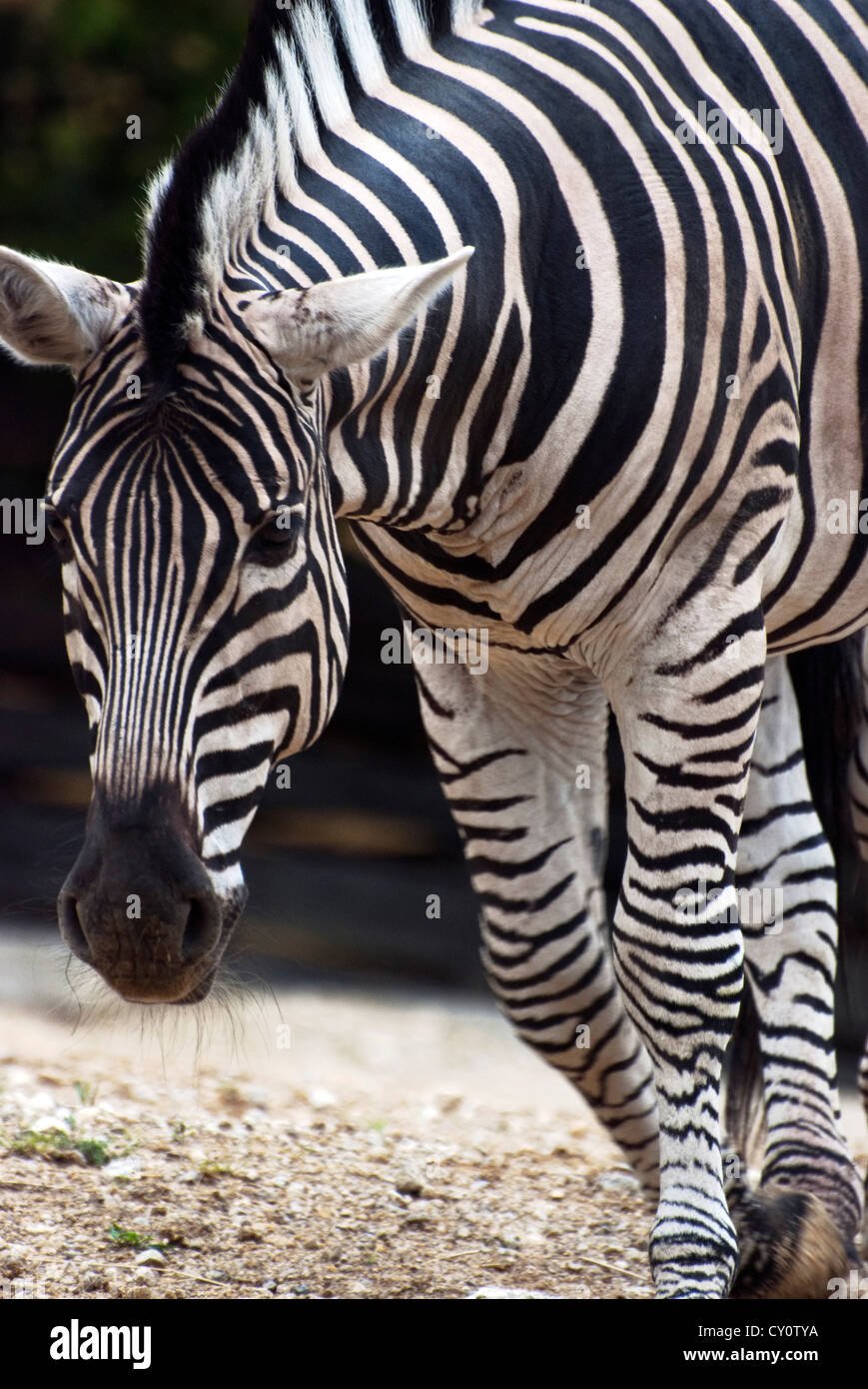Portrait of zebra Chapman (Equus quagga chapmani Stock Photo - Alamy
