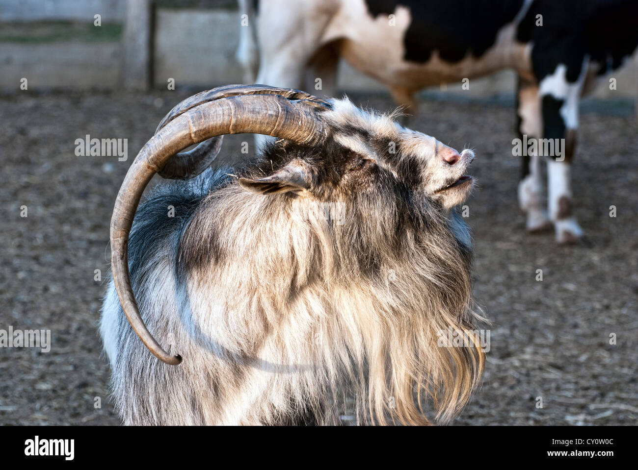 Goat looks left by sunset Stock Photo - Alamy