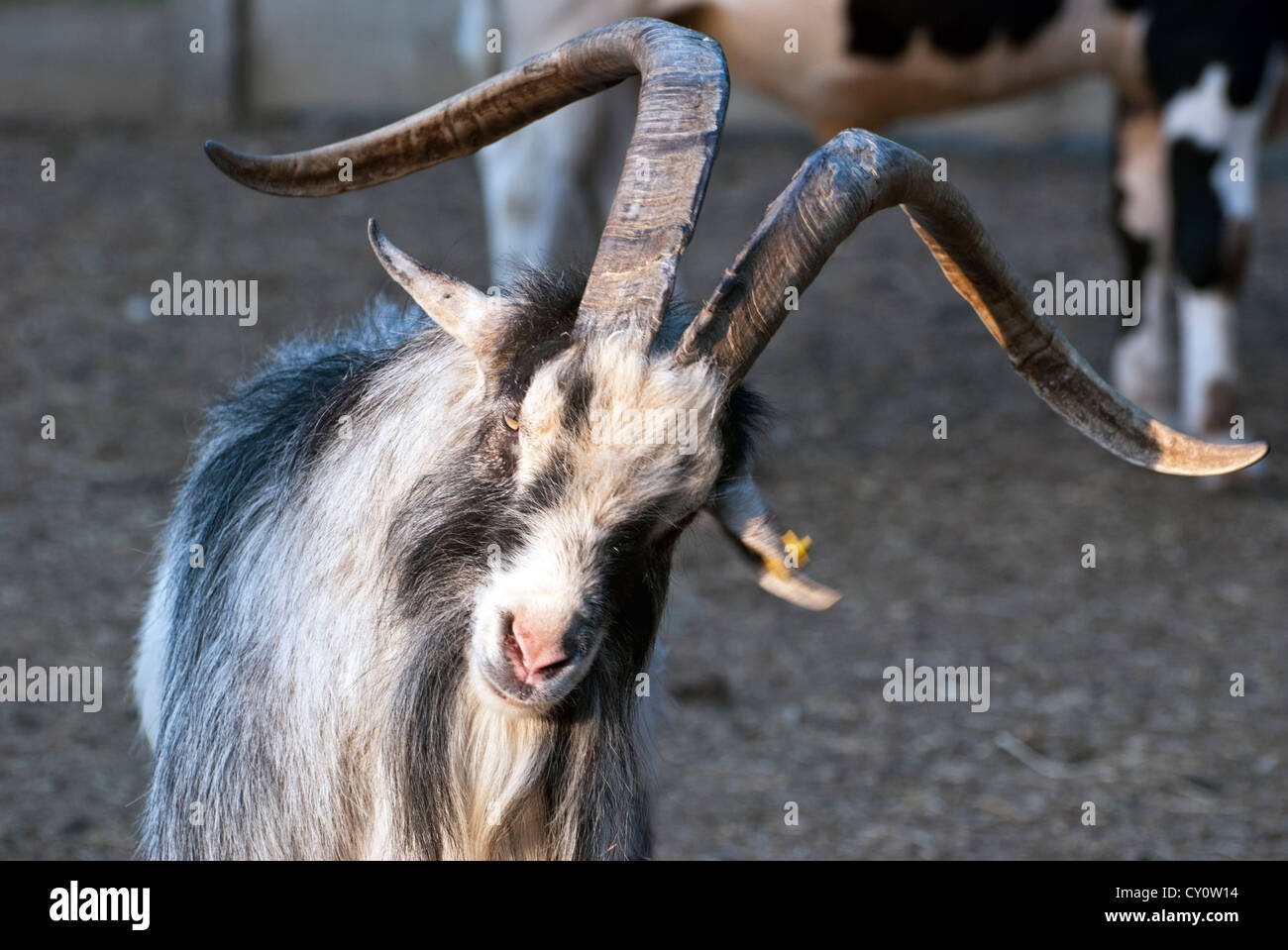 Goat chewing cud hi-res stock photography and images - Alamy