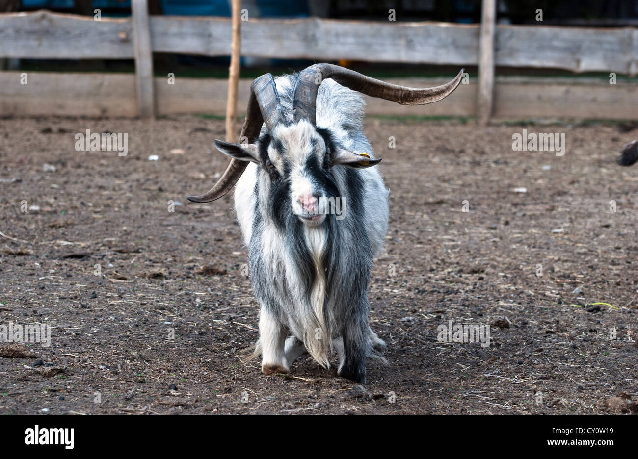 Goat chewing cud hi-res stock photography and images - Alamy