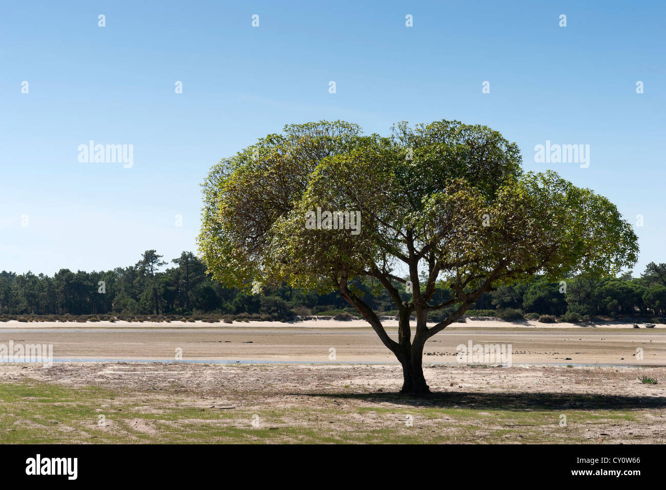 Lonely boat in the woods hi-res stock photography and images - Alamy