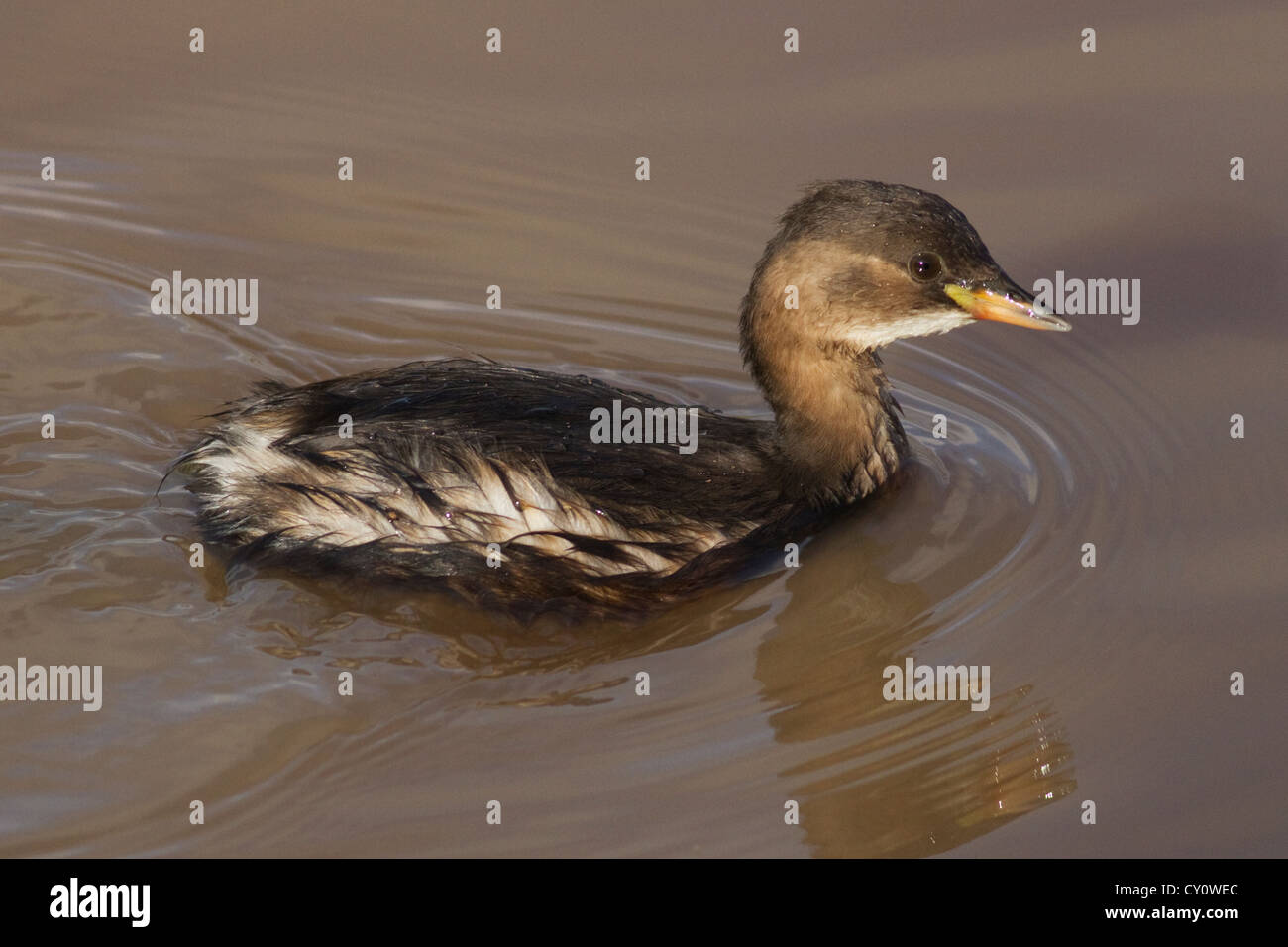 Little Grebe Stock Photo - Alamy
