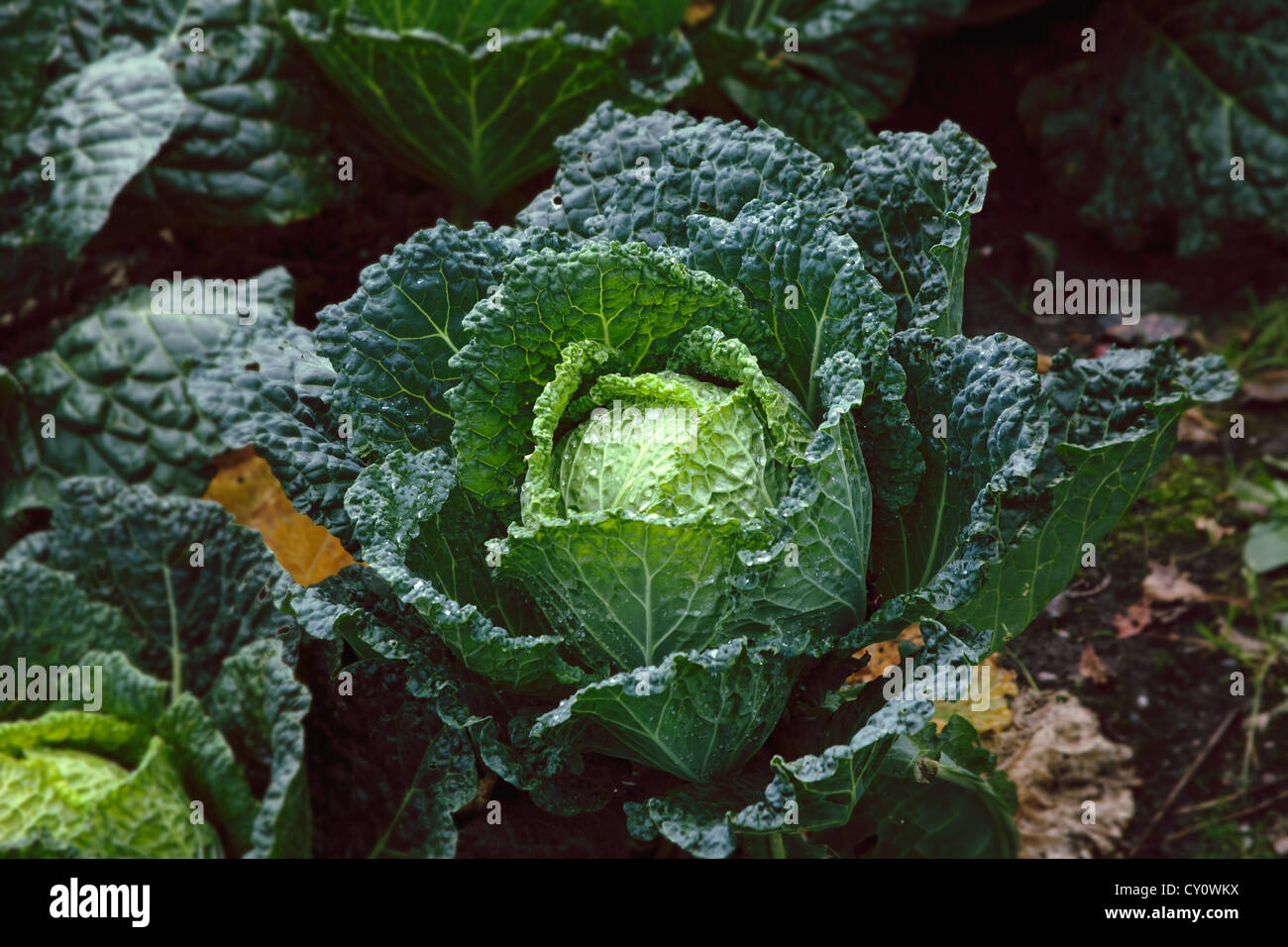Cabbage plot hi-res stock photography and images - Alamy