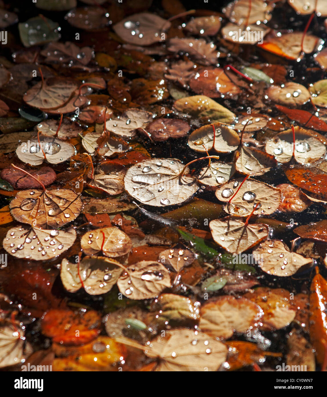 England, Cheshire, Dunham Massey, autumn leaves floating in a pond ...