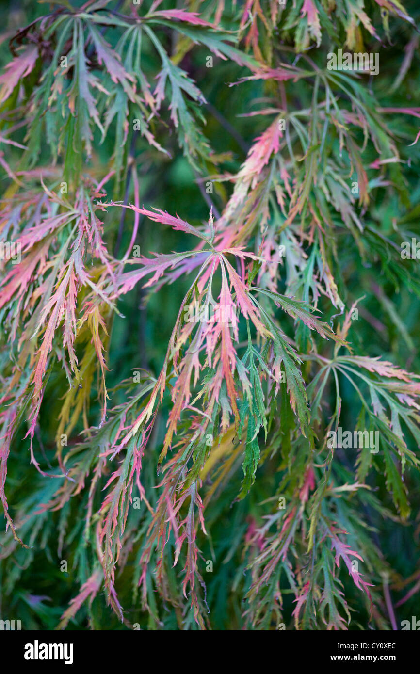 Acer palmatum Japanese Maple or Smooth Japanese Maple Japanese ...