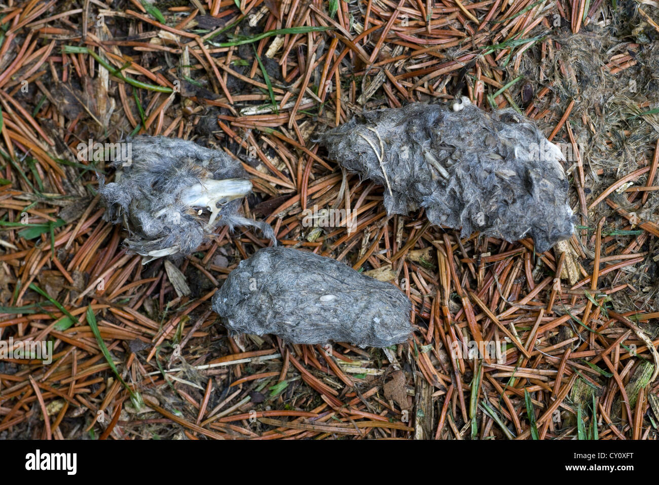 Regurgitated pellets of Long-eared owl (Asio otus / Strix otus) in ...