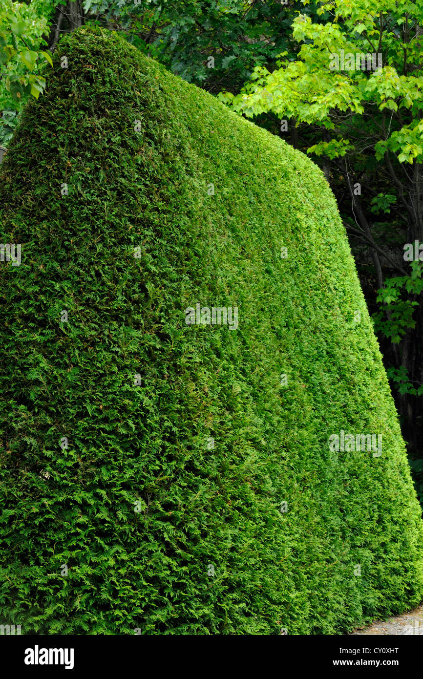 Shaped hedge hi-res stock photography and images - Alamy