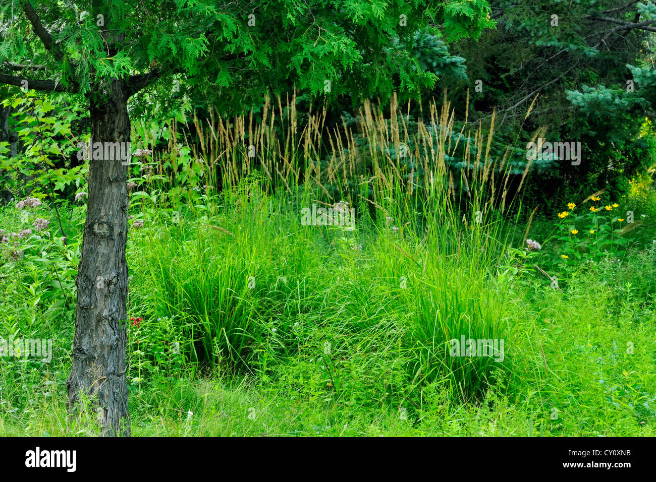 Naturalized yard with grasses and cedar tree, Greater Sudbury, Ontario ...