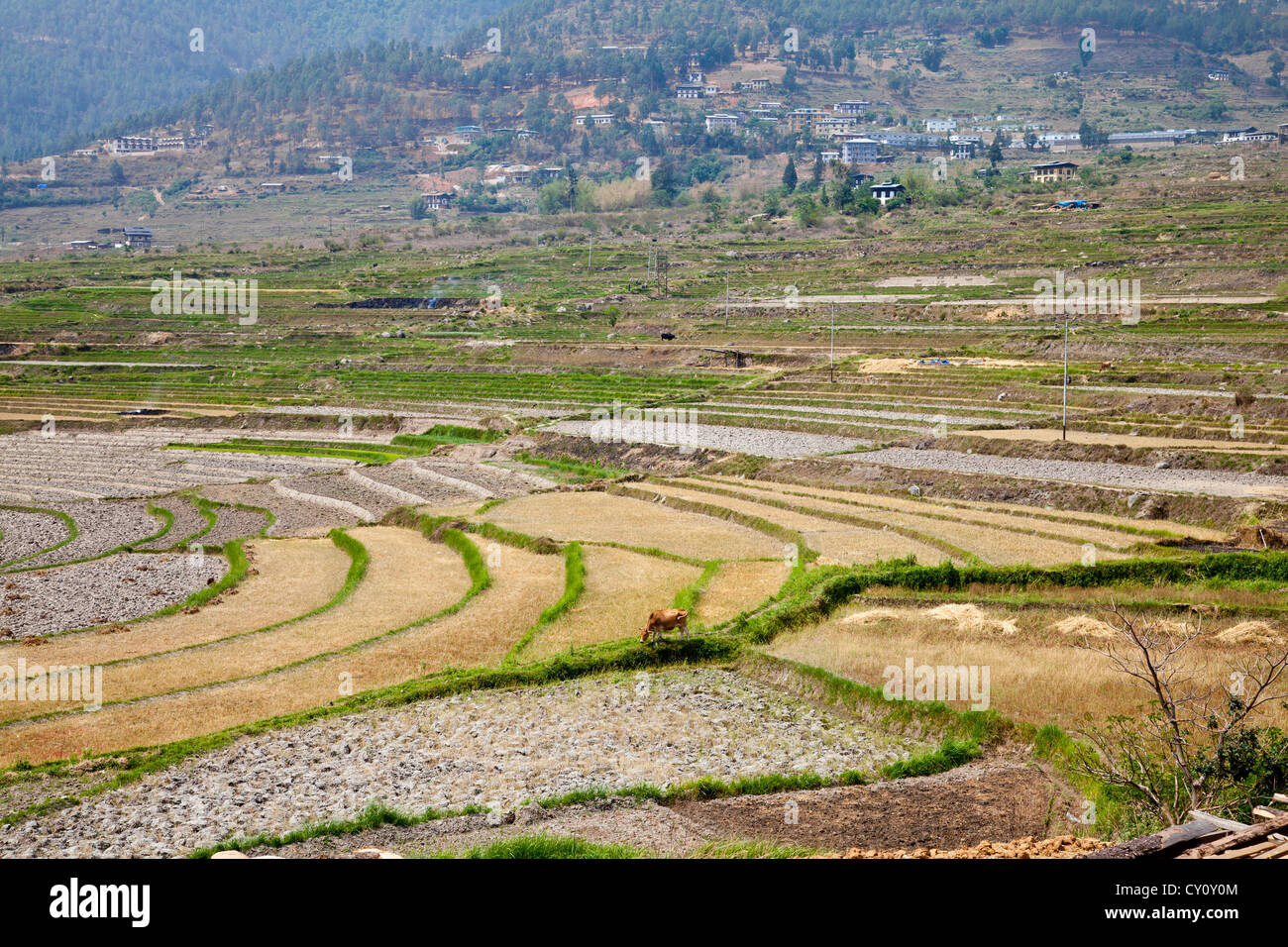 Bhutanese house hi-res stock photography and images - Alamy