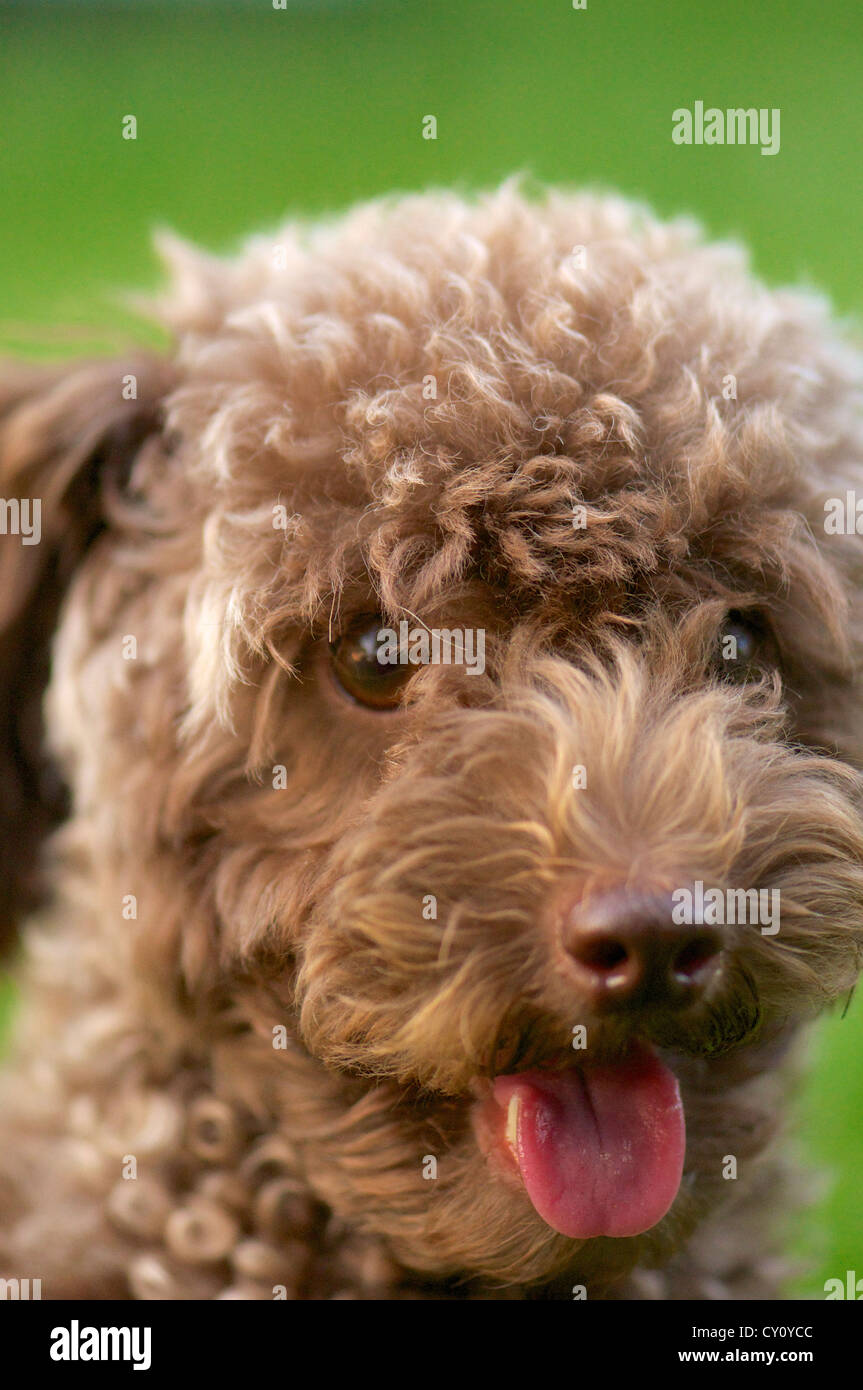 Teddy bear poodle hi-res stock photography and images - Alamy