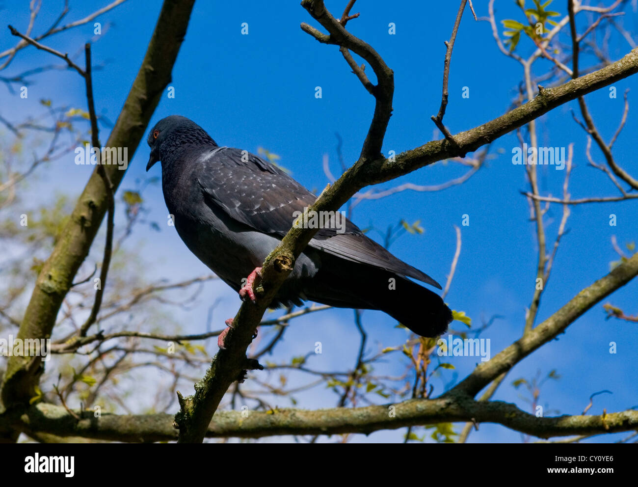 A pigeon perched on a tree branch Stock Photo - Alamy
