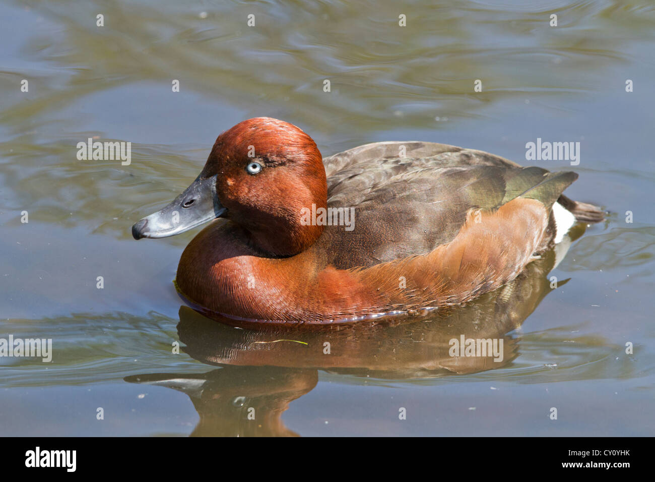 Ferruginous Duck or Ferruginous Pochard at Martin Mere Stock Photo - Alamy