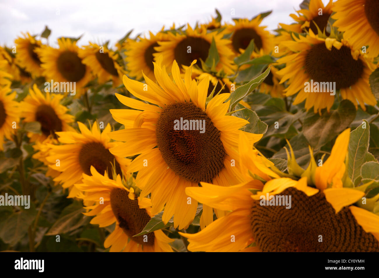 field of bright sunflowers Stock Photo - Alamy