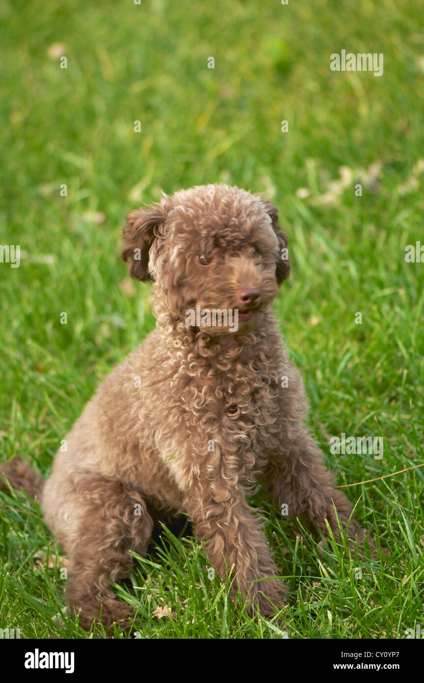 close up shot of laughing teddy dog sitting on the ground Stock Photo ...