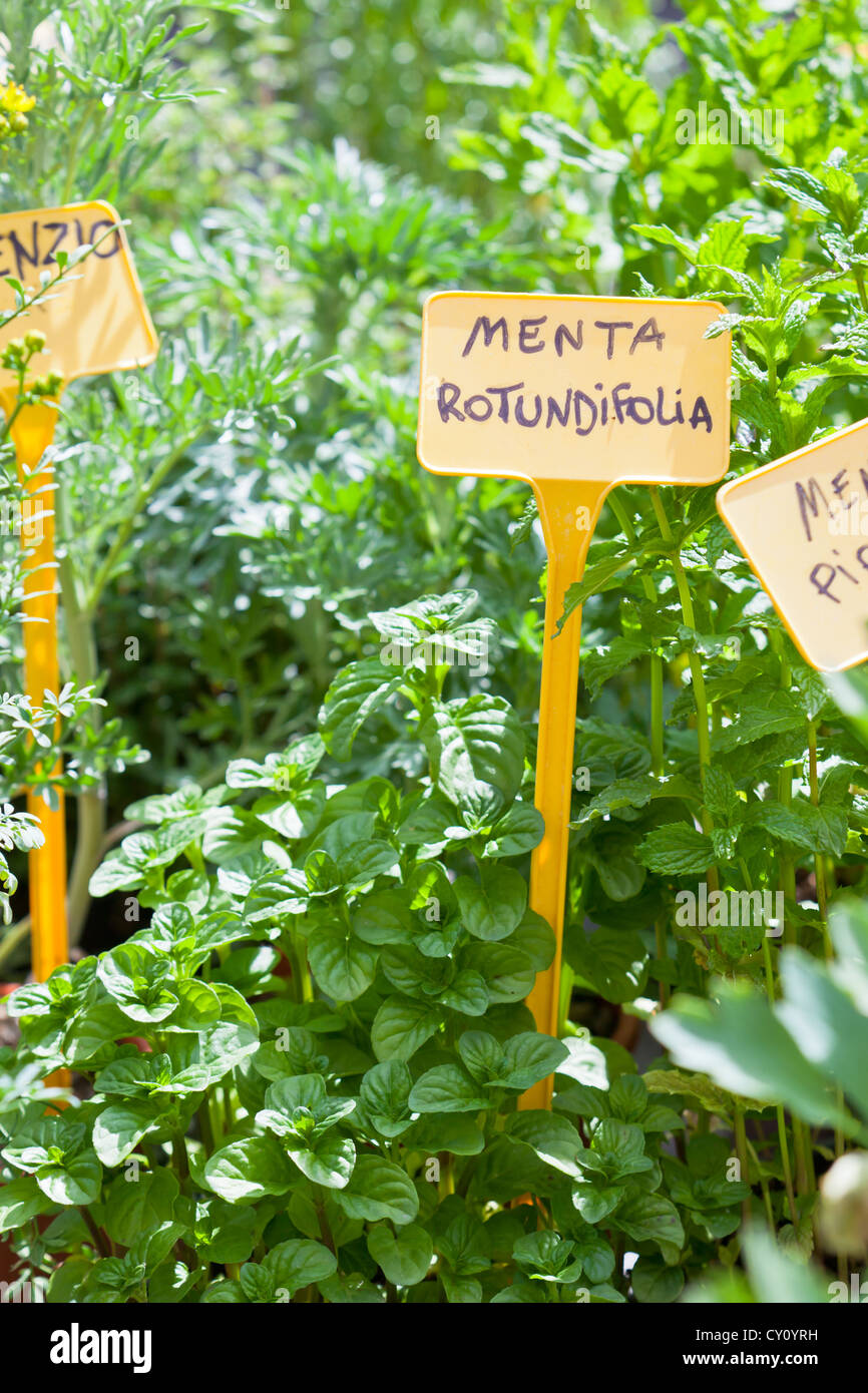 Homegrown mint seedling at the Italian market Stock Photo - Alamy