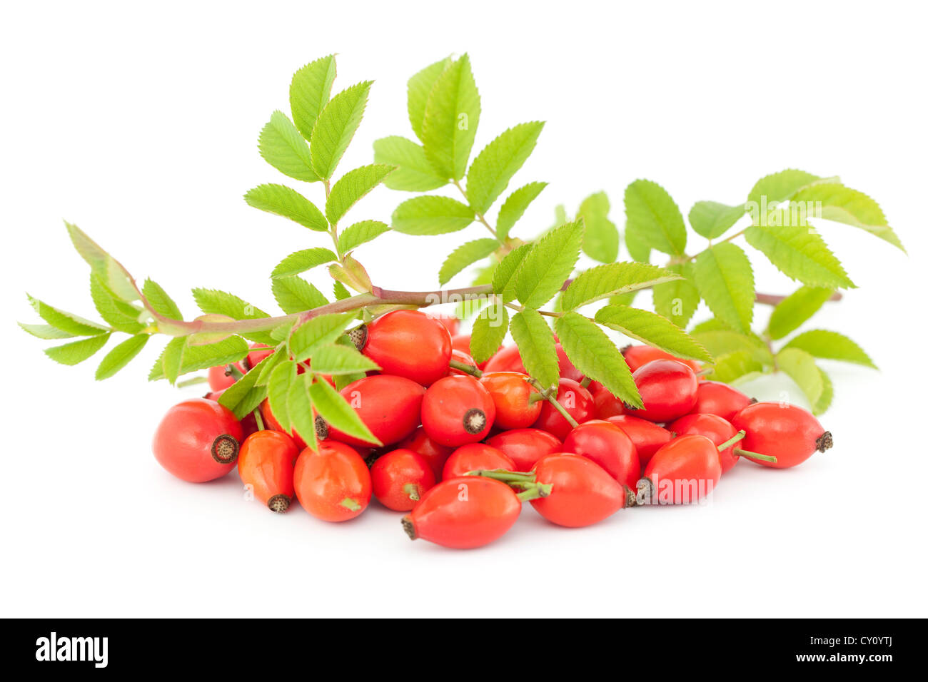 leaf rose with red fruit on white background Stock Photo - Alamy