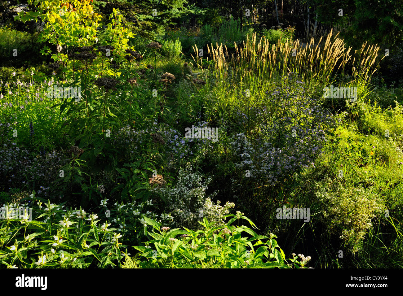 Naturalized properties hi-res stock photography and images - Alamy