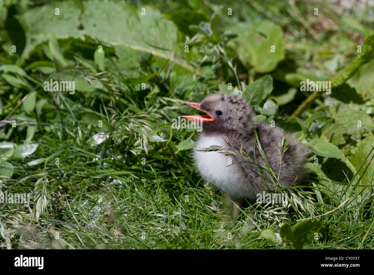 Common tern nest hi-res stock photography and images - Alamy
