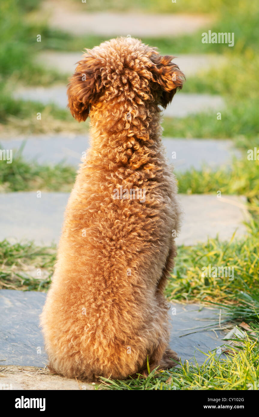 close up shot of laughing teddy dog sitting on the ground Stock Photo ...