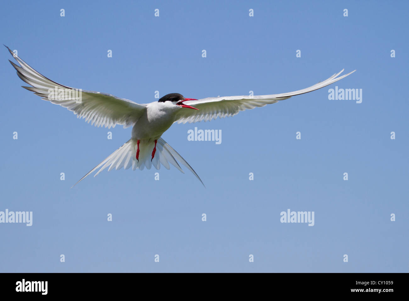 Common tern in flight hi-res stock photography and images - Alamy