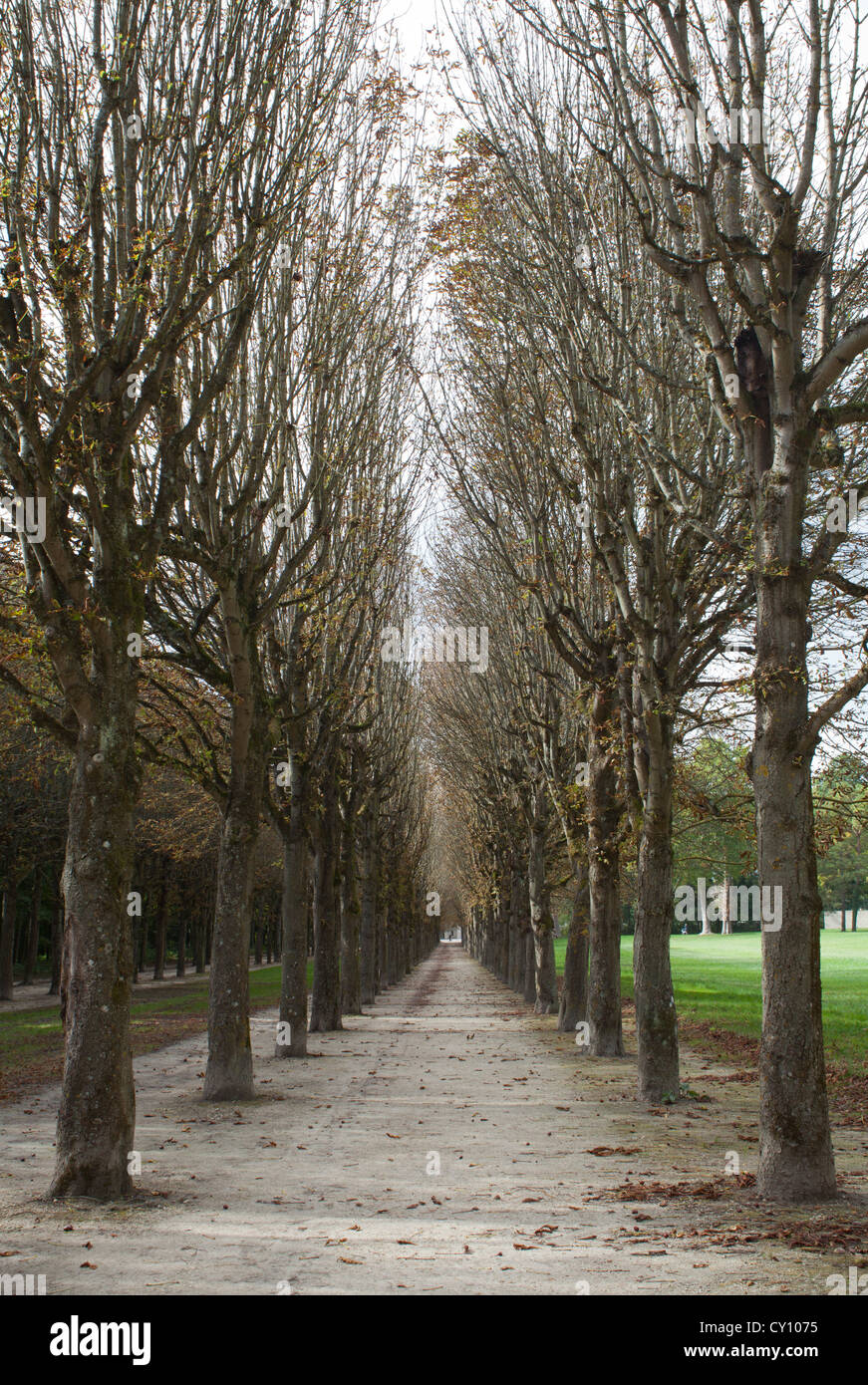The forest of fontainebleau hi-res stock photography and images - Alamy