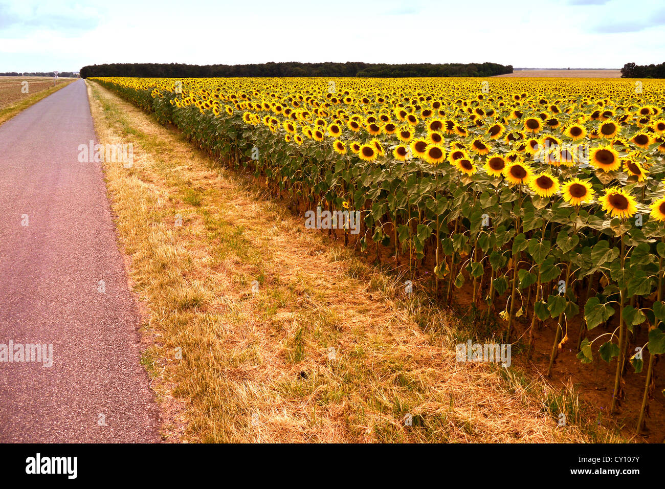 road alongside a sunflower field Stock Photo - Alamy