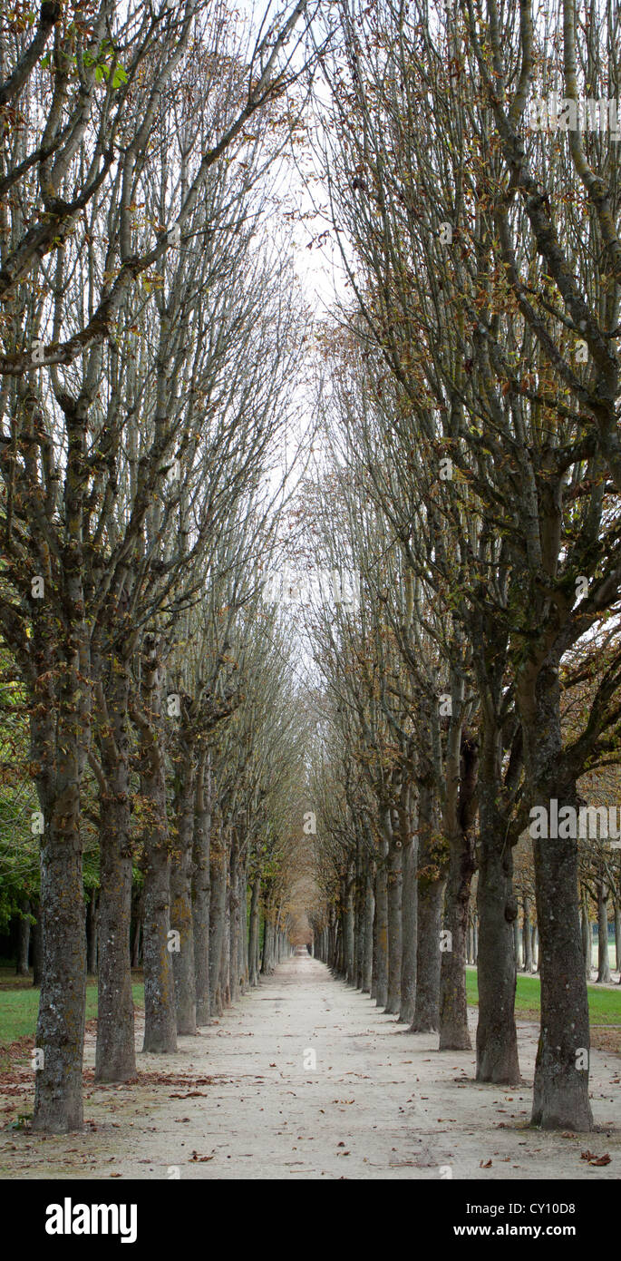 Forest of Fontainebleau, Paris, France Stock Photo - Alamy