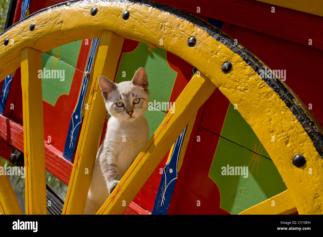 a kitten on a rustic painted cart, Portugal, the Algarve Stock Photo ...