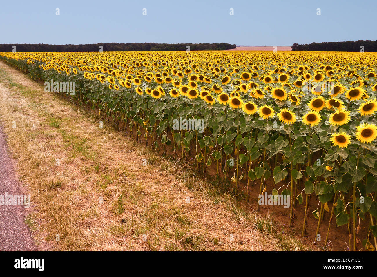 field of yellow sunflowers Stock Photo - Alamy