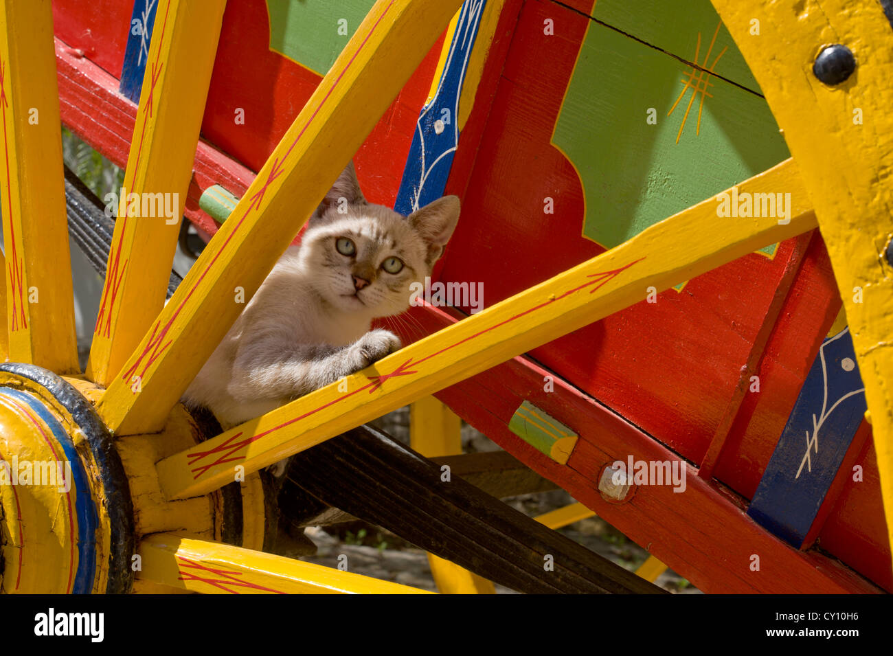 a kitten on a rustic painted cart, Portugal, the Algarve Stock Photo ...