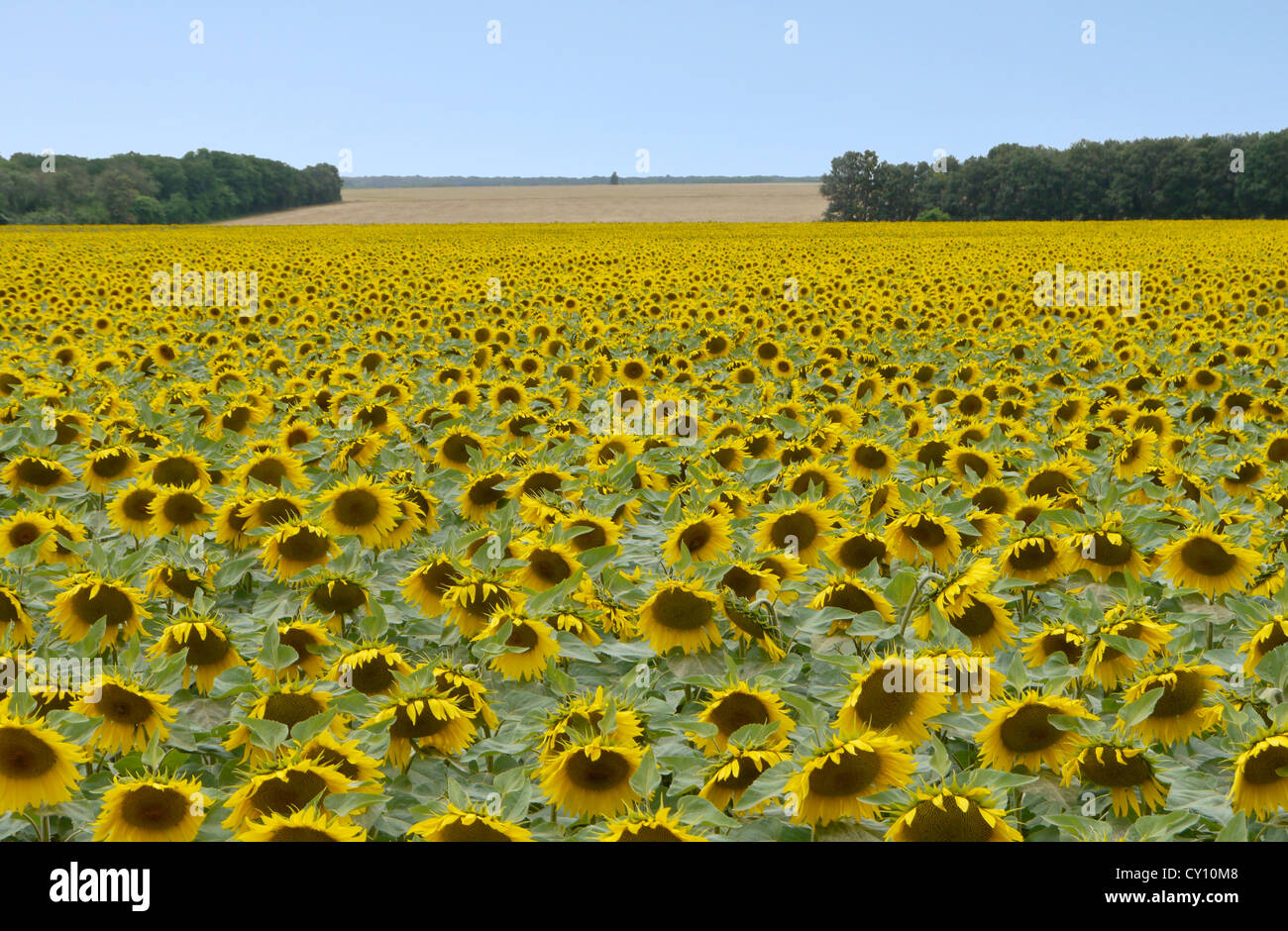 massive array of sunflowers in a field Stock Photo - Alamy