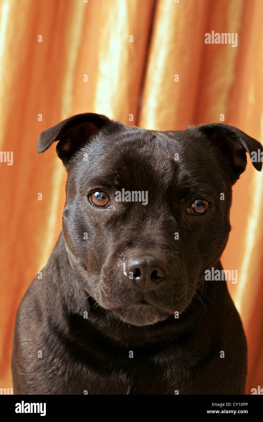 Portrait of Staffordshire Bull Terrier against orange background Stock ...