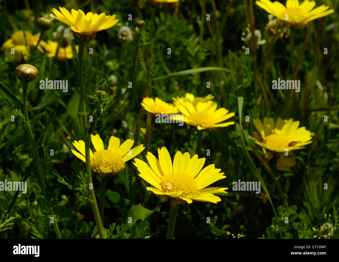 Roman flower hi-res stock photography and images - Alamy